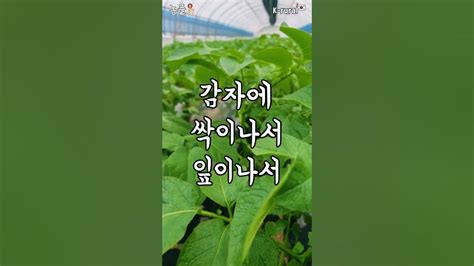 감자에 싹이나서 잎이나서 ㅇㅇㅇ 여러분의 지역에서는 Potatoes 55 Days After Sowing 농플 K Rural