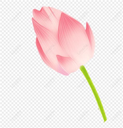 꽃봉오리가 연꽃 Png 일러스트 및 벡터 이미지 무료 다운로드 Lovepik