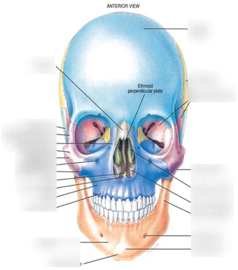 A Facial Bones Diagram Quizlet