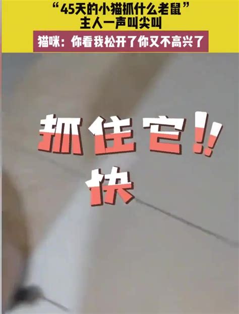 45天的小猫抓什么老鼠，主人一声叫尖叫！