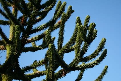 When Is The Best Time For Monkey Puzzle Tree Pruning Tree Surgeons Essex T H Tree Services