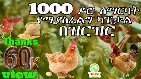 1000 ሺ ዶሮ ለማርባት የሚያስፈልግ ካፒታል በዝርዝር Youtube