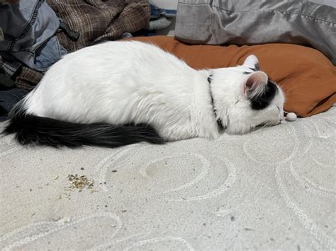 Had A Little Too Much Catnip And Passed Out Face Down 🤭 Rcatfaceplant