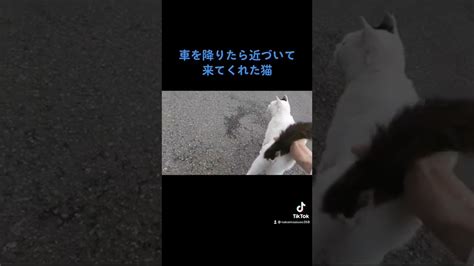 うっち猫散歩🐈‍⬛ 車を降りたら近づいてきてくれた猫