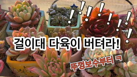 다육이들 베란다로 들이지 않은 이유 多肉植物 たにくしょくぶつ Korean Succulent꽃식물제라늄즐다생tv초보다육맘 Youtube