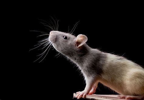 What Is Cephalization Definition And Examples