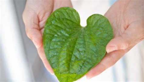 Cách Trị Nám Da Dân Gian Bằng Trầu Không Hiệu Quả