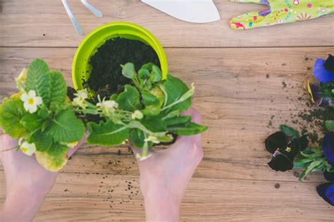 원 예 도구 급수 깡통 꽃 장갑 삽 토양 무료 텍스트 공간을 정원 개념 레이아웃에 봄 개체 그룹에 대한 스톡 사진 및 기타 이미지 Istock