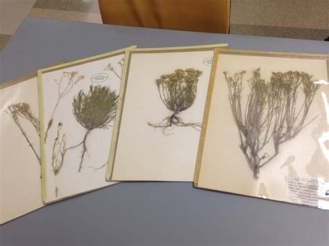 102 Shrub Exam Flashcards Quizlet 102 Shrub Exam Flashcards Quizlet