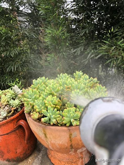 多肉植物夏天怎麼澆水三天左右澆水專選下雨天澆水 每日頭條