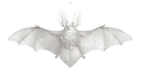 Deep Learning IoT Sensor Dataand Bats