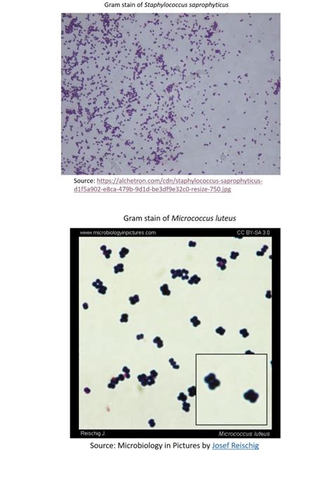 [solved] Gram Stain Of Staphylococcus Saprophyticus Source Course