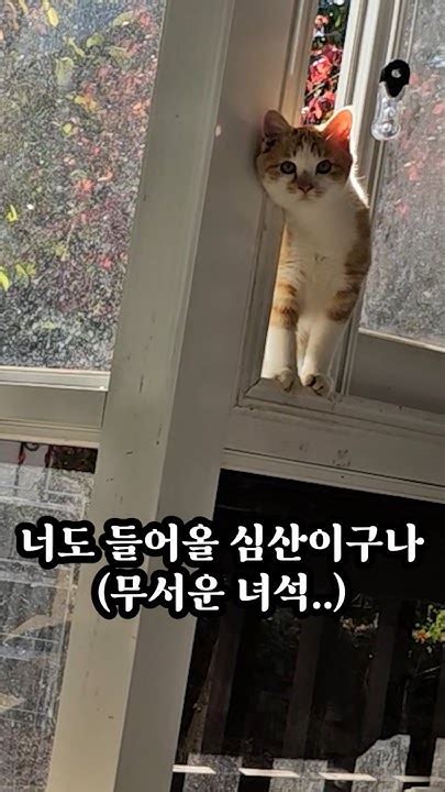 날이 추워서 베란다문을 살짝 열여뒀더니 글쎄 부제 시골 고양이들의 붙임성 Youtube