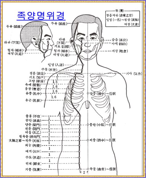 배의 혈자리 12경혈의 명칭과 위치 봉침혈자리 네이버 블로그