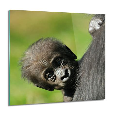 ArtprintCave Goryl małpa dziecko do salonu Foto na szkle 60x60 cm