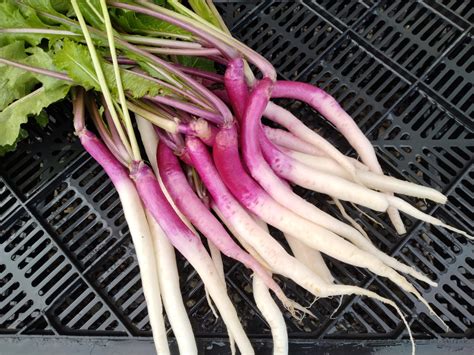 漬け物に最適、滋賀県の伝統野菜日野菜の育て方を解説。｜みにさんの壺