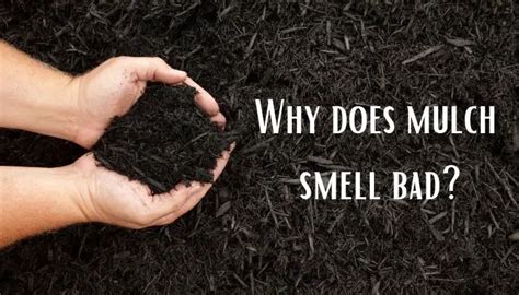 How Long Does Mulch Smell Last Up Gardening