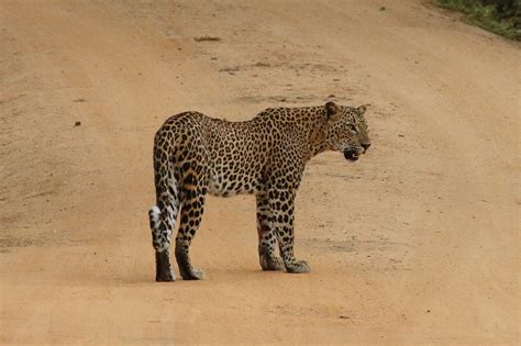 Dermot Breens Blog Sri Lanka Mammals 25 2 2017