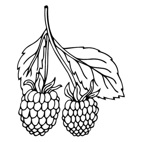 Premium Vector Raspberry Vector Drawing Isolated Berry Branch Sketch