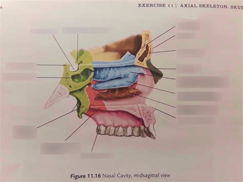 Axial Skeleton Skull Nasal Cavity Midsagittal View Part 1 Diagram