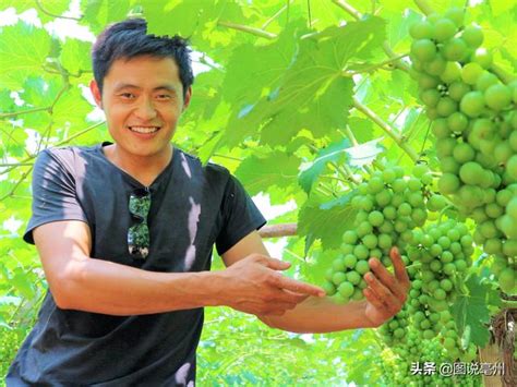 農村小伙子放棄10萬年薪，回到農村種植10畝葡萄樹，值得借鑑嗎？ 每日頭條
