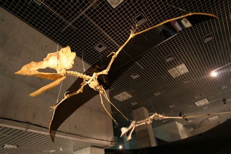 Fossil Friday The Uk S First Ever Pterodactyl Fossil