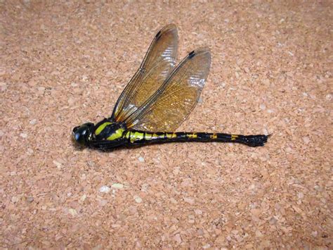 やや傷や汚れありヤブヤンマ 雄 黄昏 ヤンマ とんぼ トンボ 昆虫 標本 東京産 6 検 原色日本昆虫図鑑 マルタンヤンマ ネアカ