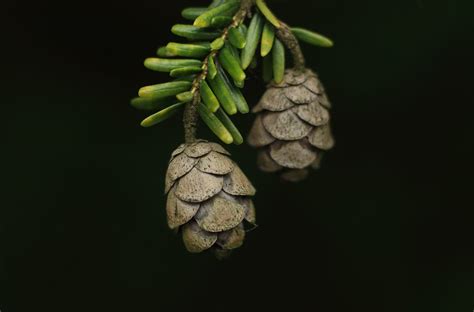 How To Prune Decision Trees To Make The Most Out Of Them By Soner