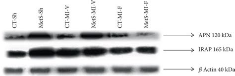 Effect Of Fenofibrate Administration On Myocardial Aminopeptidase N