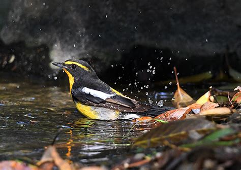 キビタキの水浴び 東西南北 野鳥日記Ⅱ