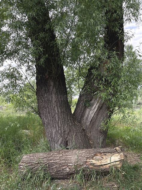 A Double Tree With One Root Stands In The Park Stock Image Image Of Soil Grove 279051129
