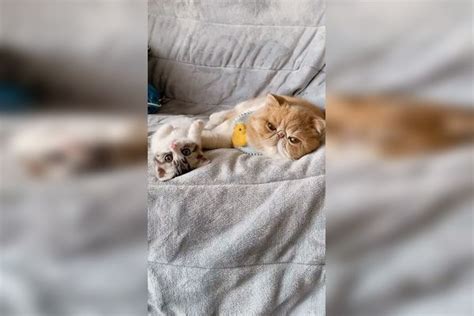 家有猫咪 咬一口