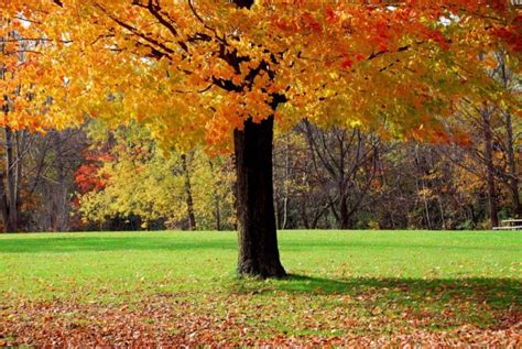 Common Types Of Maple Trees In Australia ProGardenTips