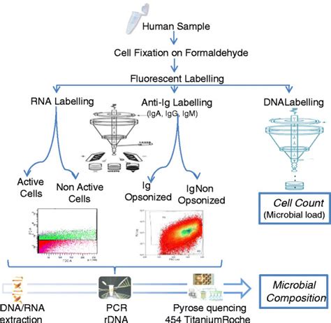 A Mixed Flow Cytometry Next Generation Sequencing Strategy To Identify Download Scientific