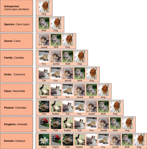 The Taxonomic Classification System Biology For Majors I