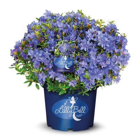 Zwerg Rhododendron Lilly Bell Night Kordes Rosen
