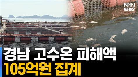 경남 고수온 피해액 105억원 집계 Youtube