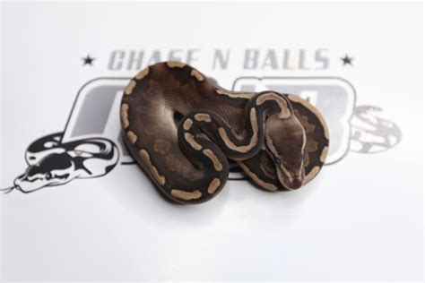 Ghi Cinnamon Malum Ball Python By Southern Roots Pythons