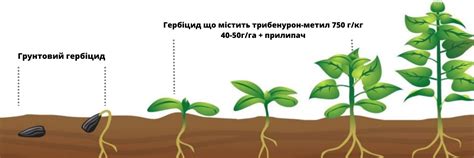 РЕКОМЕНДАЦІЇ ПО ЗАСТОСУВАННЮ ГЕРБІЦИДІВ НА ОСНОВІ ТРИБЕНУРОН МЕТИЛУ