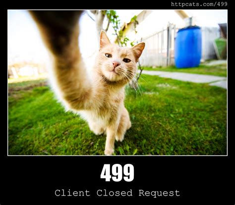 499 Client Closed Request Status Code And Cats