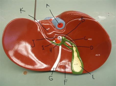 Lab Final Liver Flashcards Quizlet