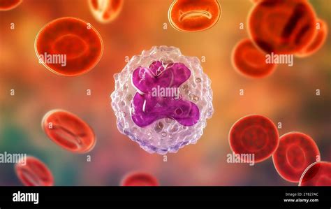Monocyte And Red Blood Cells Illustration Stock Photo Alamy