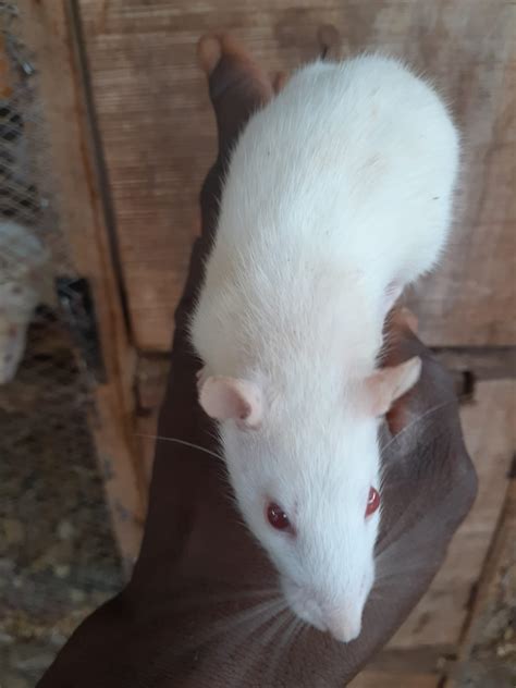Albino Rats Wistar Rats Laboratory Rats White Rats For Sale