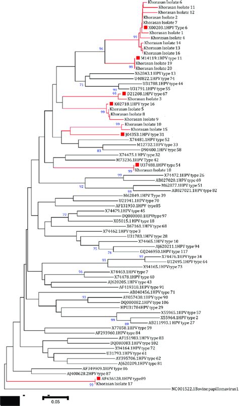 phylogenetic tree constructed by the maximum likelihood method ml