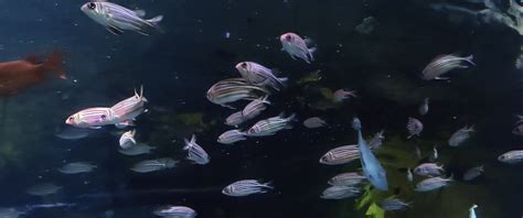 国庆假期好去处，上海海洋水族馆群游鱼科普展带你畅游海底