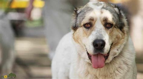 سگ آلابای؛ سگی که ولادیمیر پوتین عاشق آن است و نماد غرور ملی ترکمنستان است