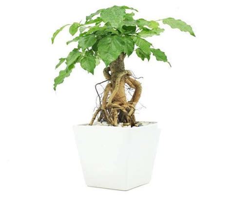 Ý Nghĩa Cây Hạnh Phúc Trong Phong Thủy Tin Nhanh 24h Bất động Sản