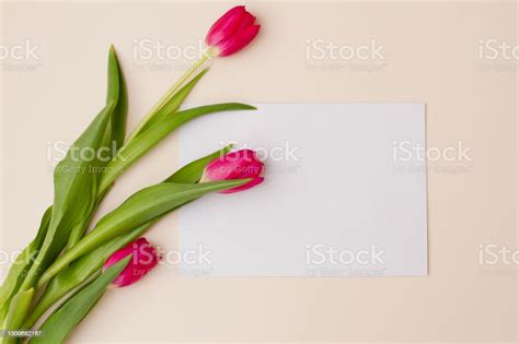 파스텔 베이지 색 배경에 녹색 잎이 있는 분홍색 튤립 꽃다발 0명에 대한 스톡 사진 및 기타 이미지 0명 3월 8 Istock