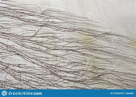 A Vine That Stretches Out Like A Tree Root Stock Image Image Of Pattern Paper 272035781