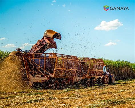 Gamaya Slightly Revises Downward Its Forecast On The Total Sugar